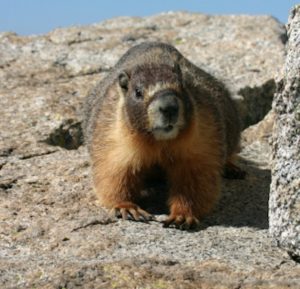 Our Version of Punxsutawney Phil | Exploring Lassen County's Past