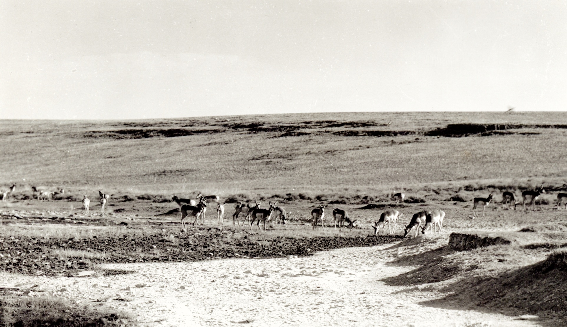 Where The Antelope Roam . . . | Exploring Lassen County's Past