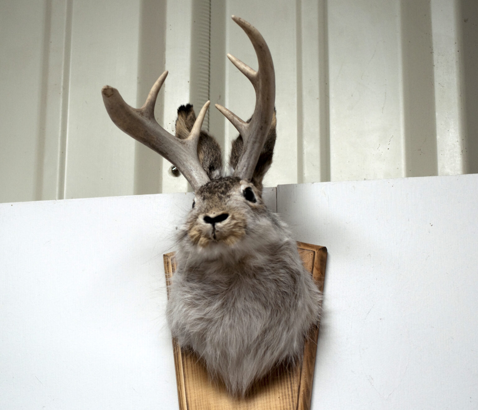 The Endangered Jackalope | Exploring Lassen County's Past